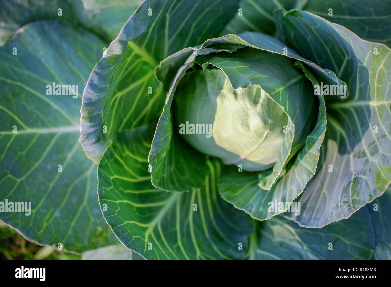 Napa cabbage field hi-res stock photography and images - Alamy