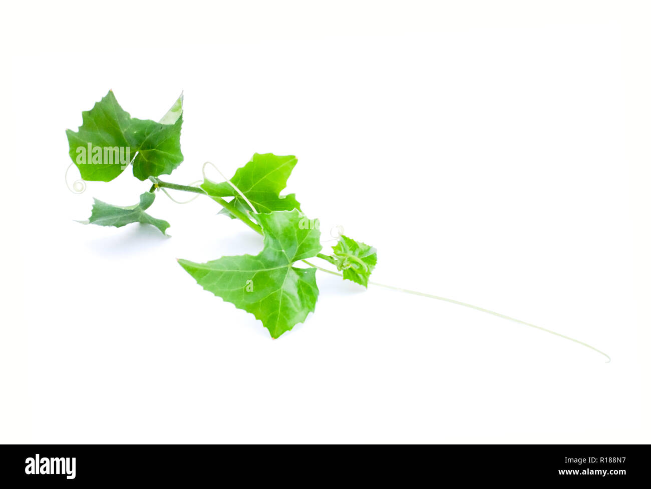 Vegetables gourd close up on white background Stock Photo - Alamy
