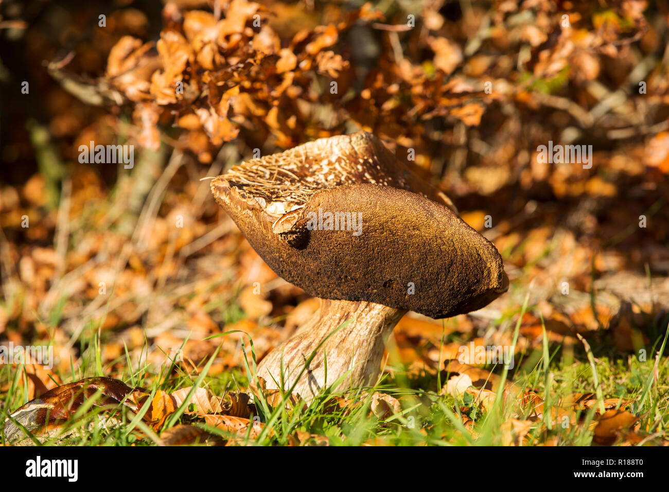 Funghi in scotland hi-res stock photography and images - Alamy