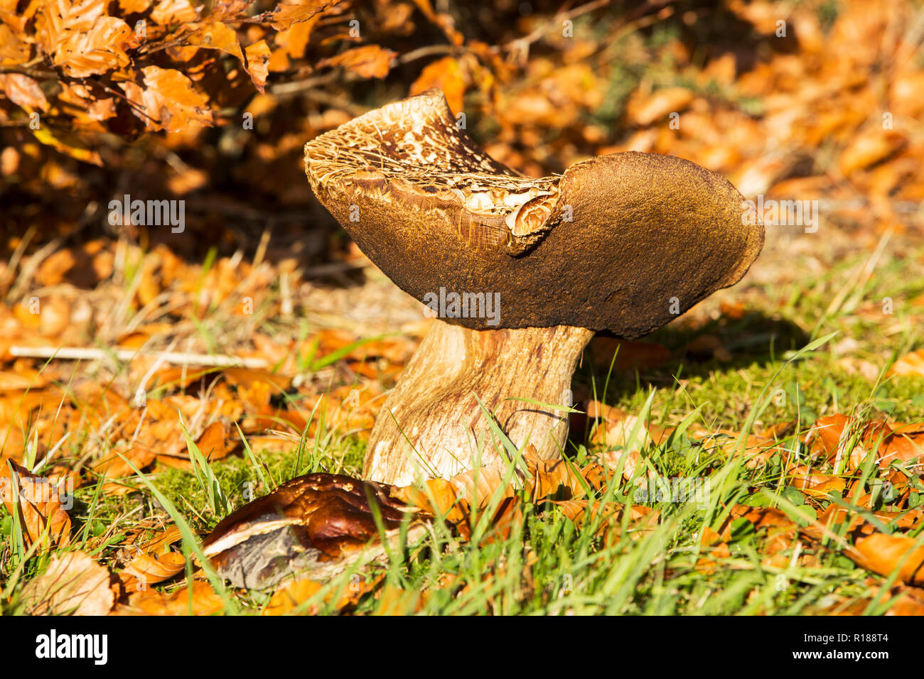 Funghi in scotland hi-res stock photography and images - Alamy
