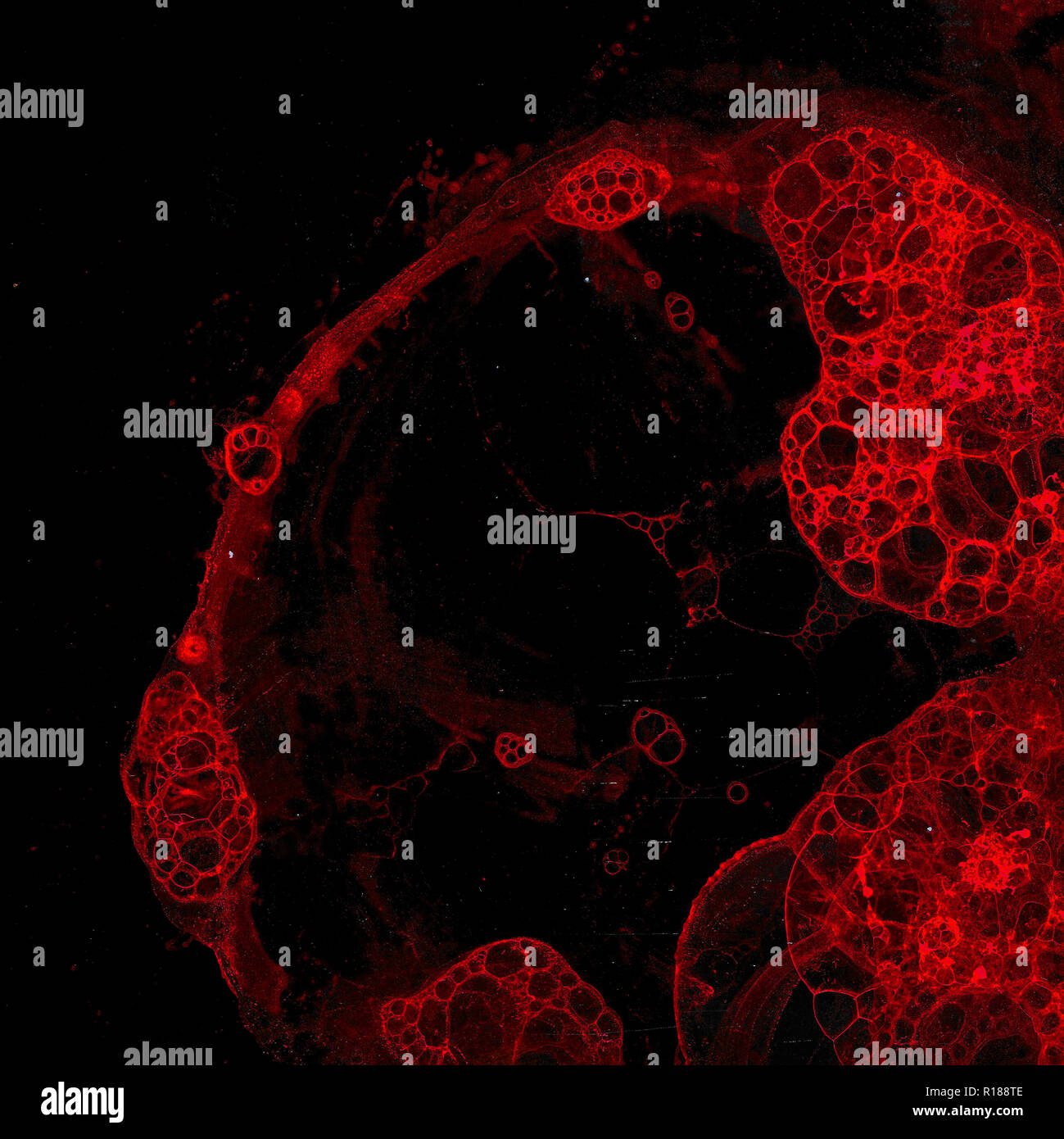 Abstract grunge cellular background against black background Stock ...