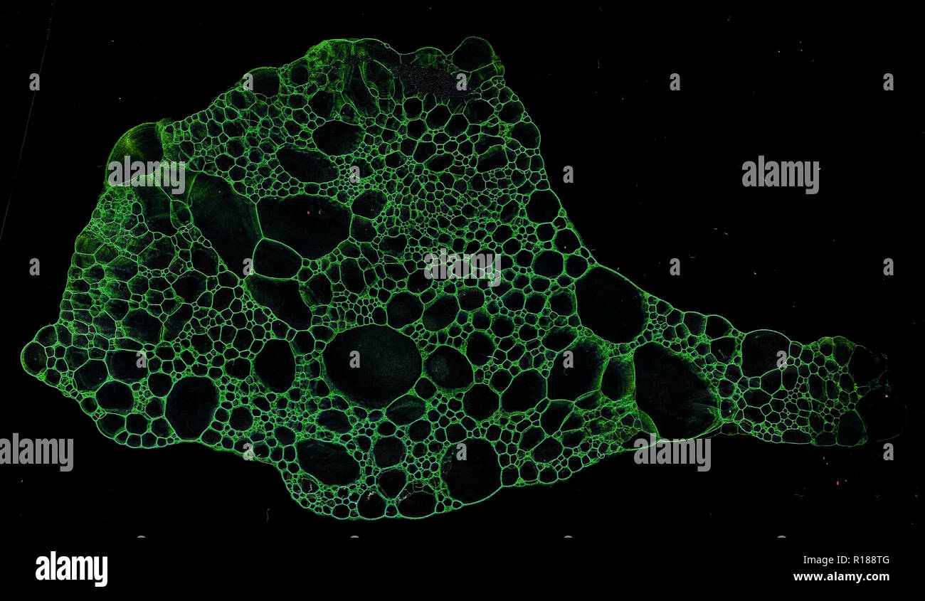 Abstract grunge cellular background against black background Stock ...