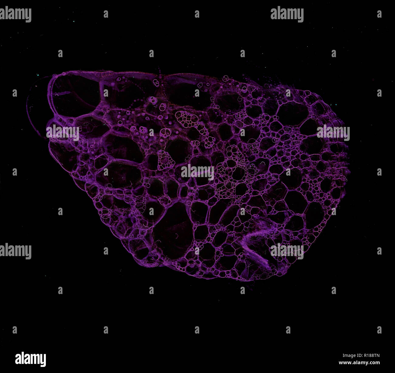 Abstract grunge cellular background against black background Stock ...