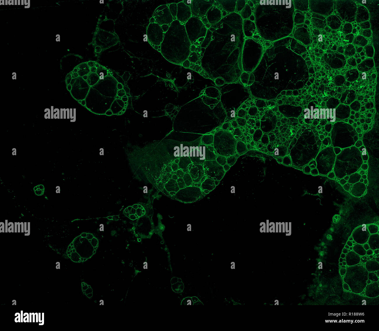 Abstract grunge cellular background against black background Stock ...