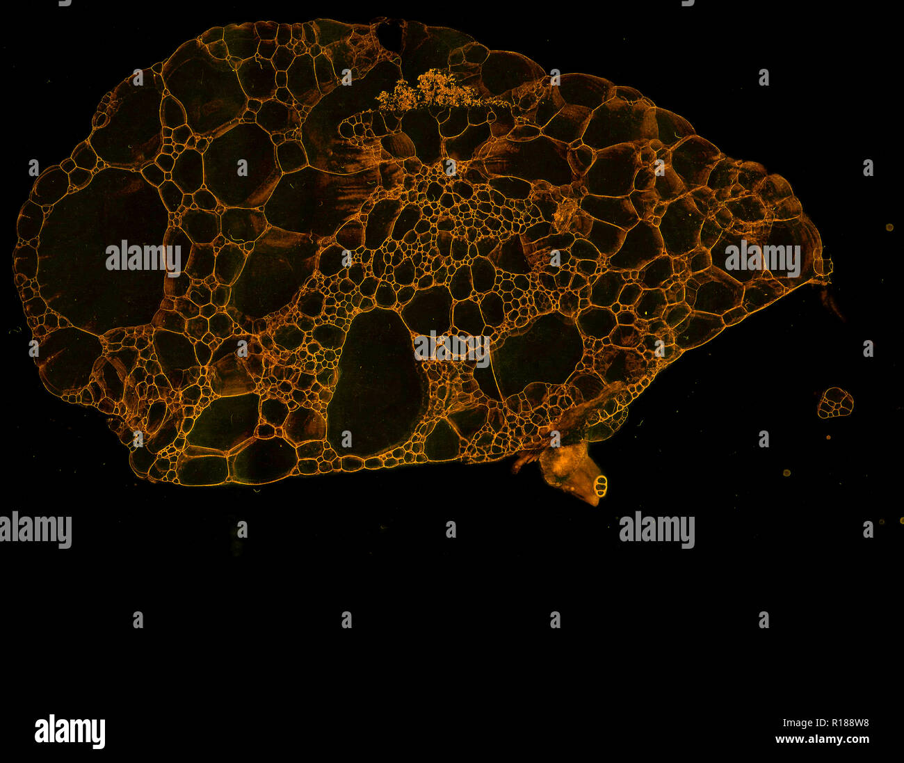 Abstract grunge cellular background against black background Stock ...