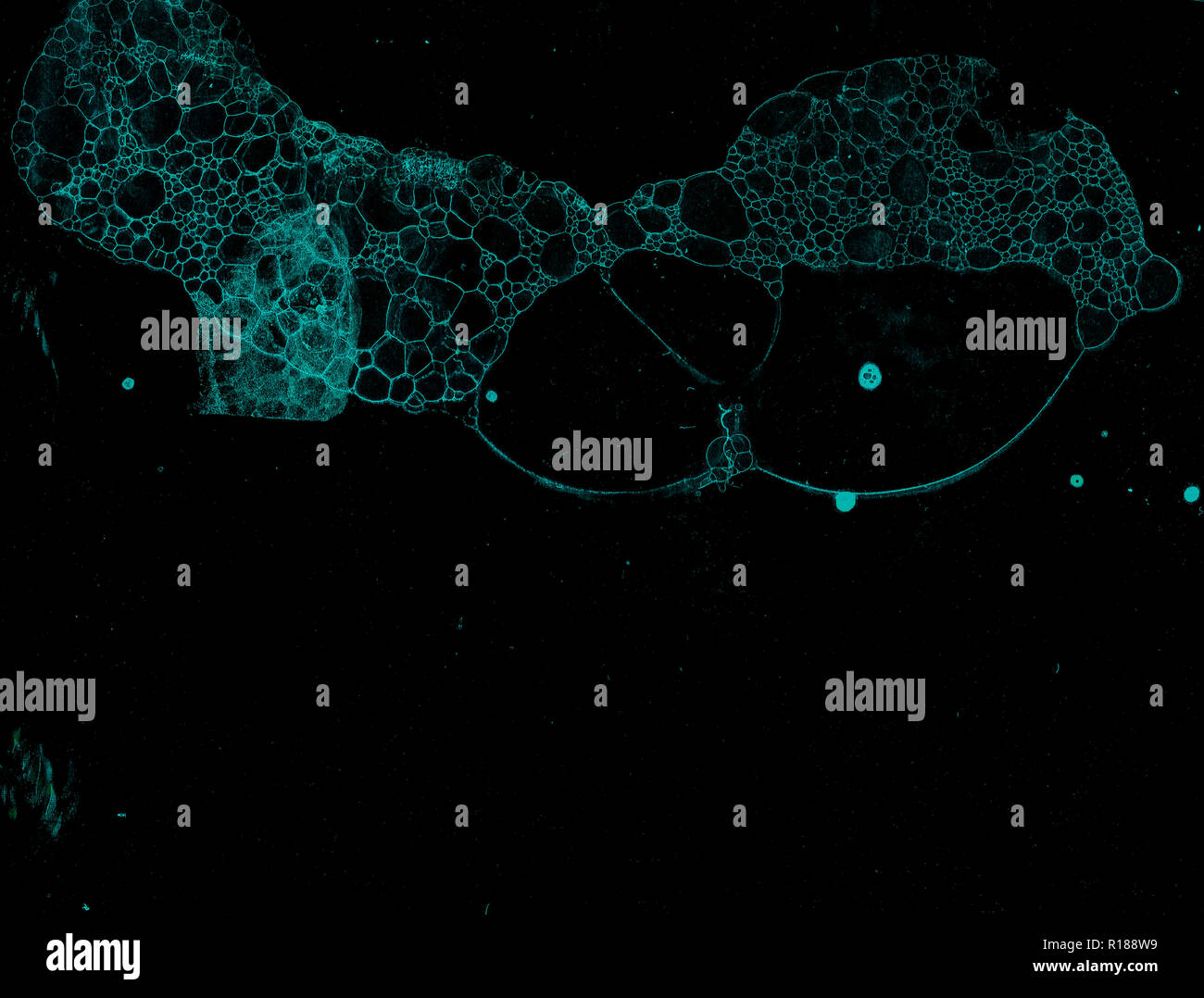 Abstract grunge cellular background against black background Stock ...