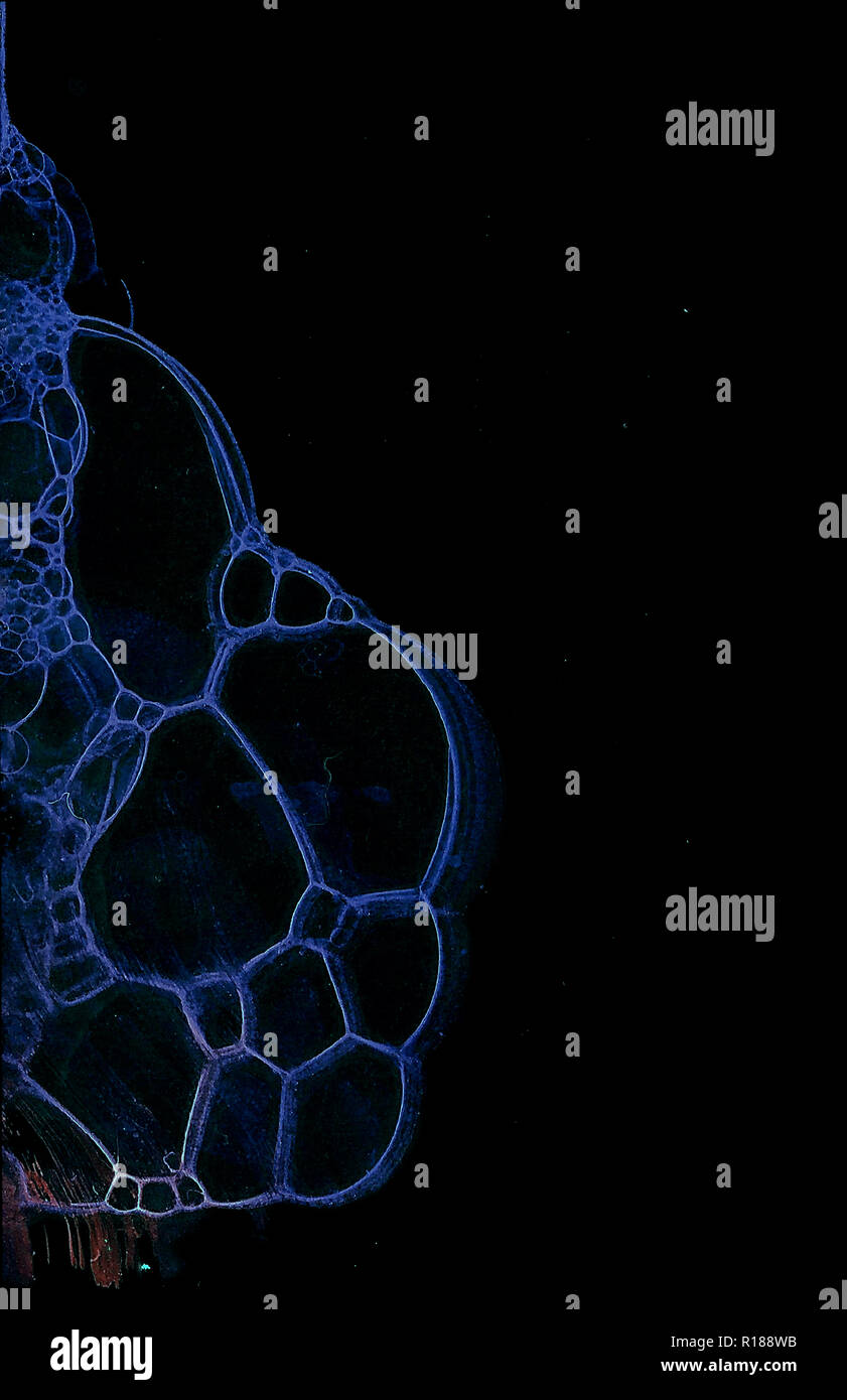 Abstract grunge cellular background against black background Stock ...