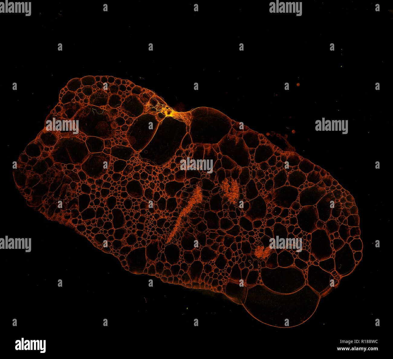 Abstract grunge cellular background against black background Stock ...