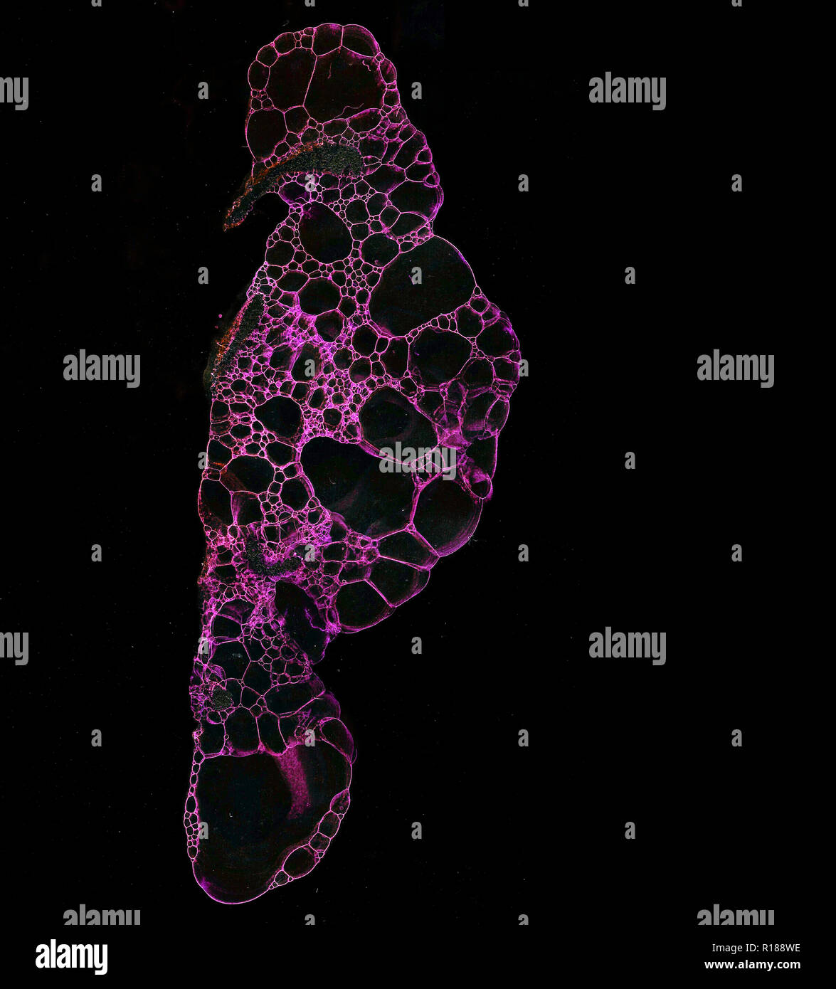 Abstract grunge cellular background against black background Stock ...