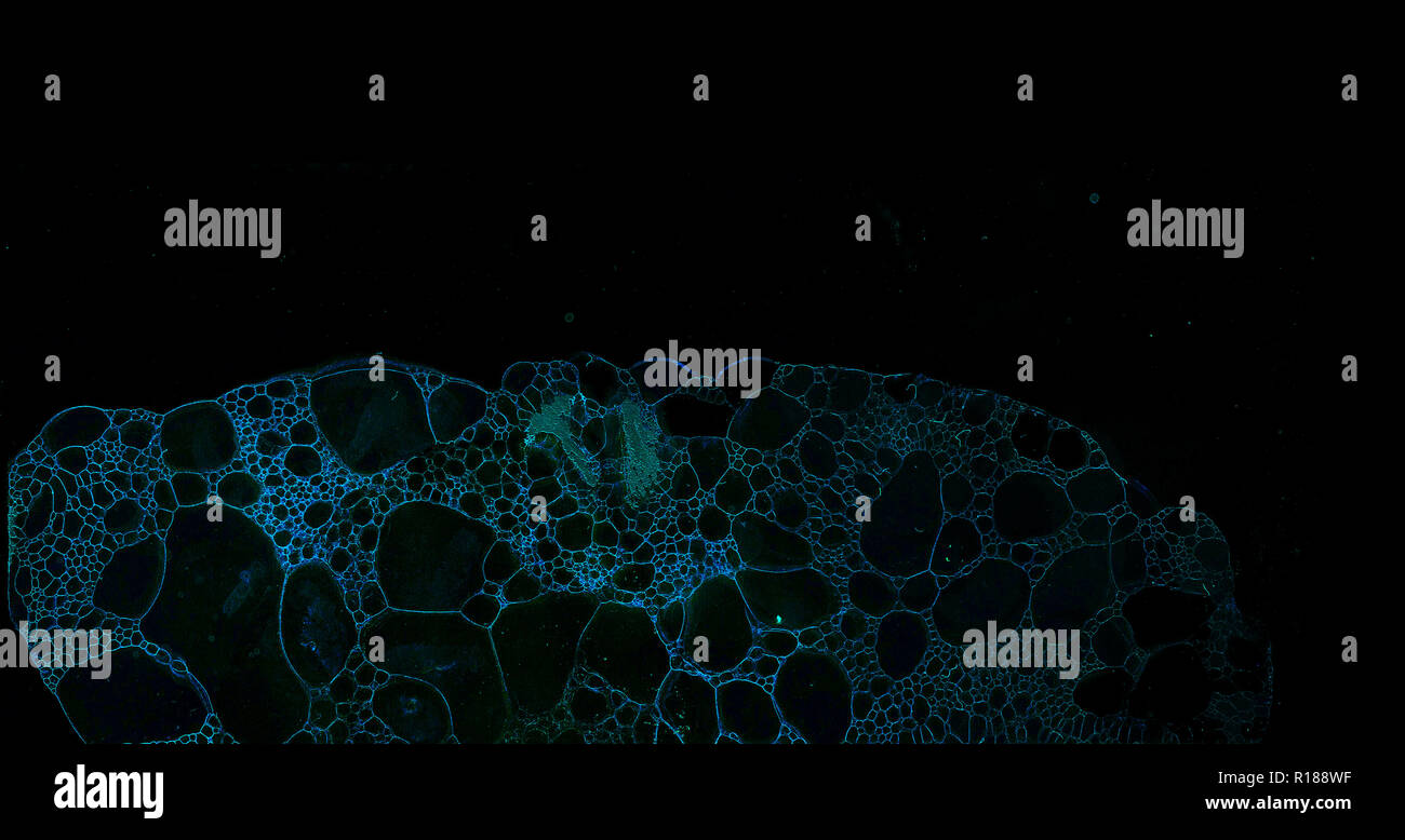 Abstract grunge cellular background against black background Stock ...