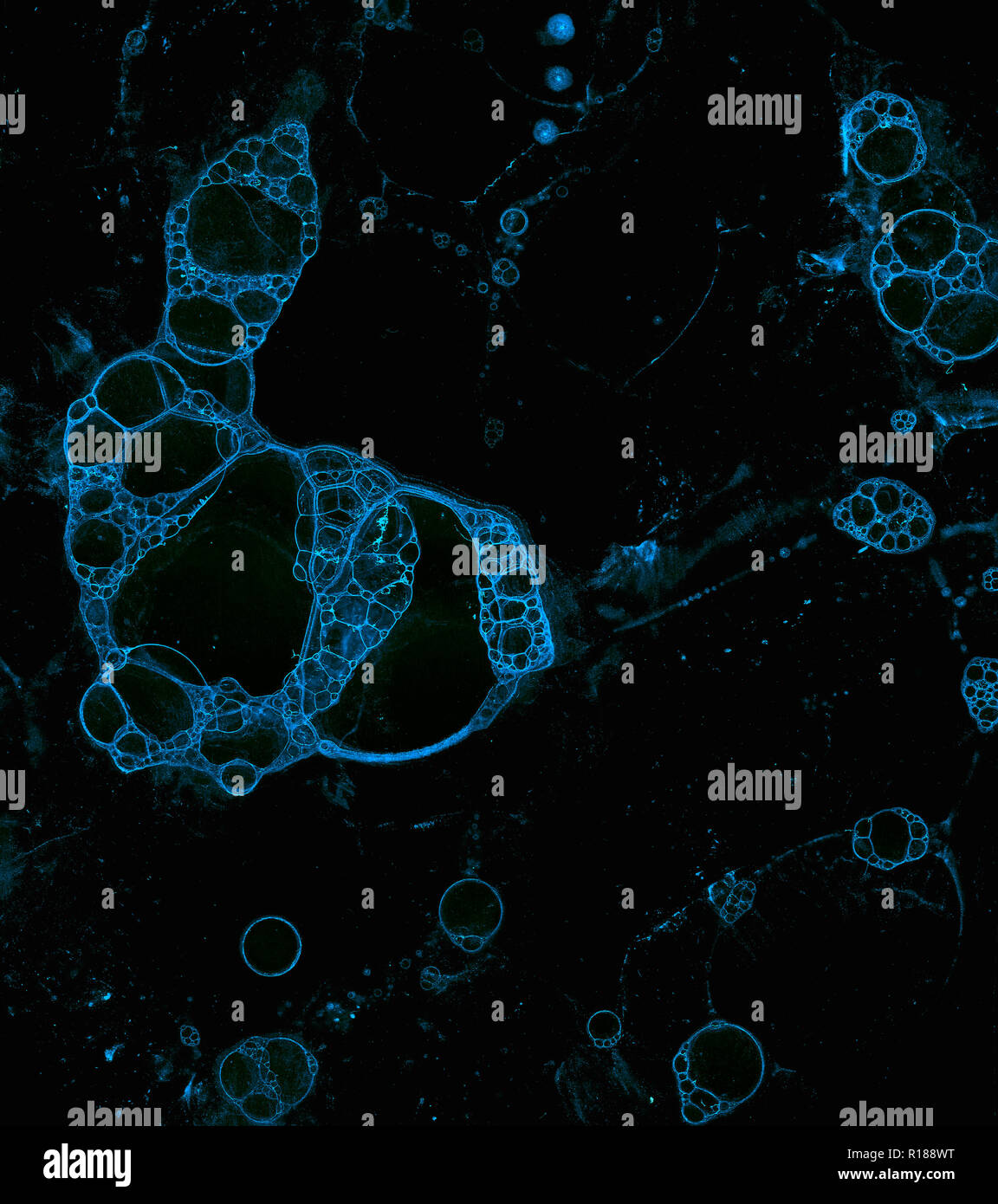 Abstract grunge cellular background against black background Stock ...