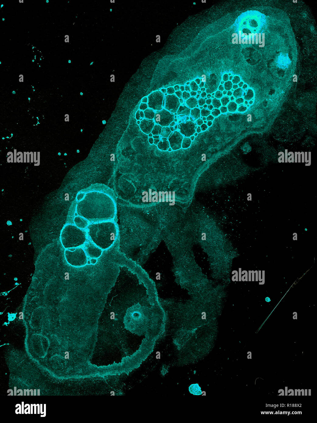 Abstract grunge cellular background against black background Stock ...