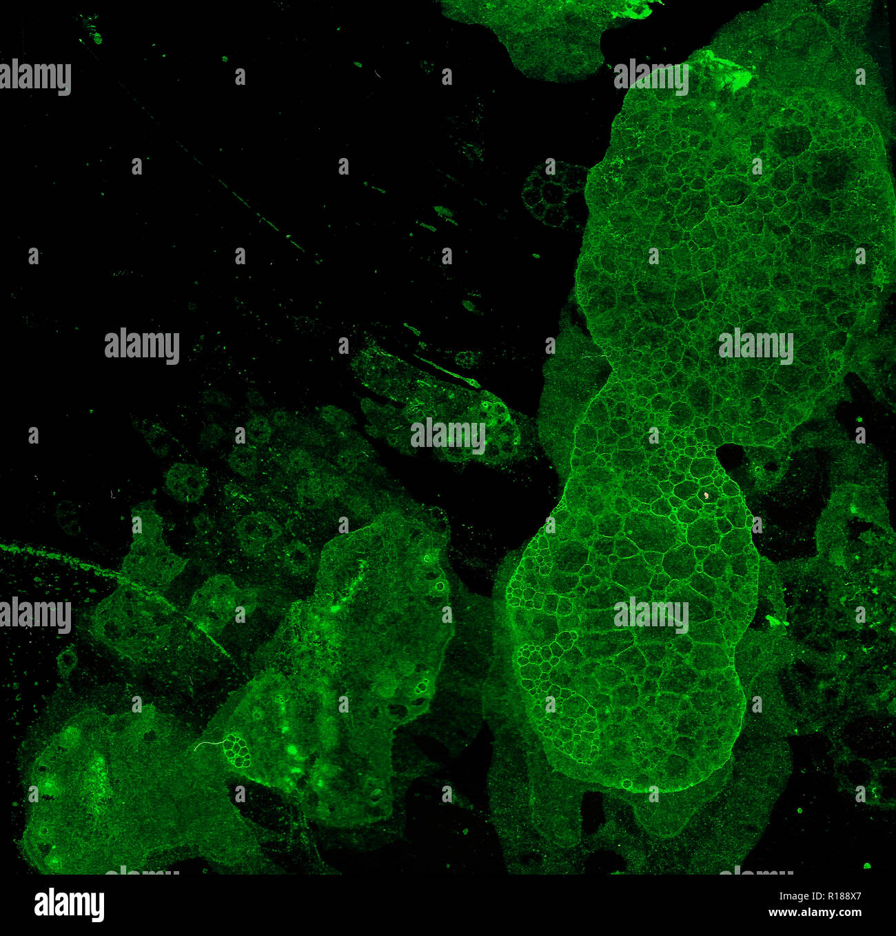 Abstract grunge cellular background against black background Stock ...