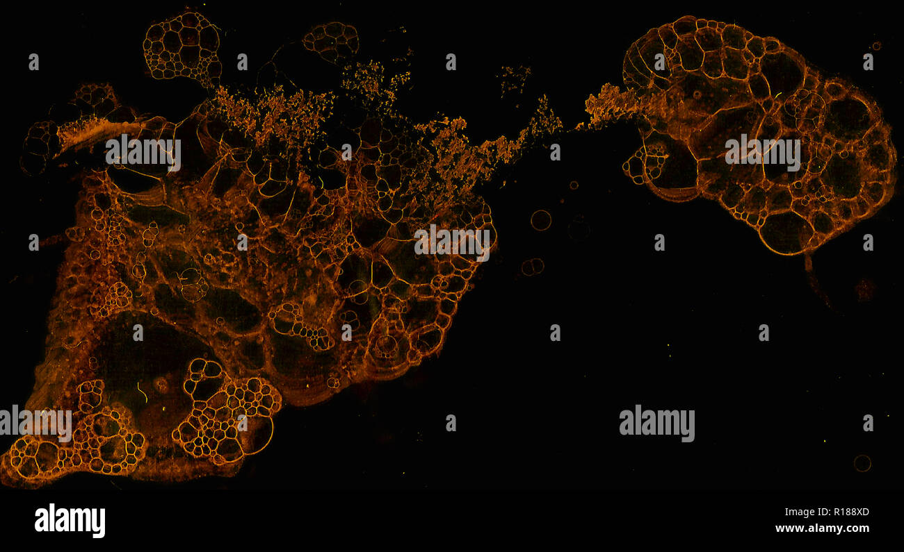 Abstract grunge cellular background against black background Stock ...