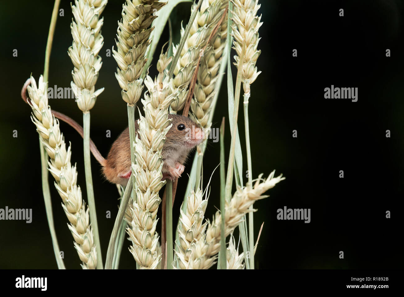Ears of the mouse hi-res stock photography and images - Alamy