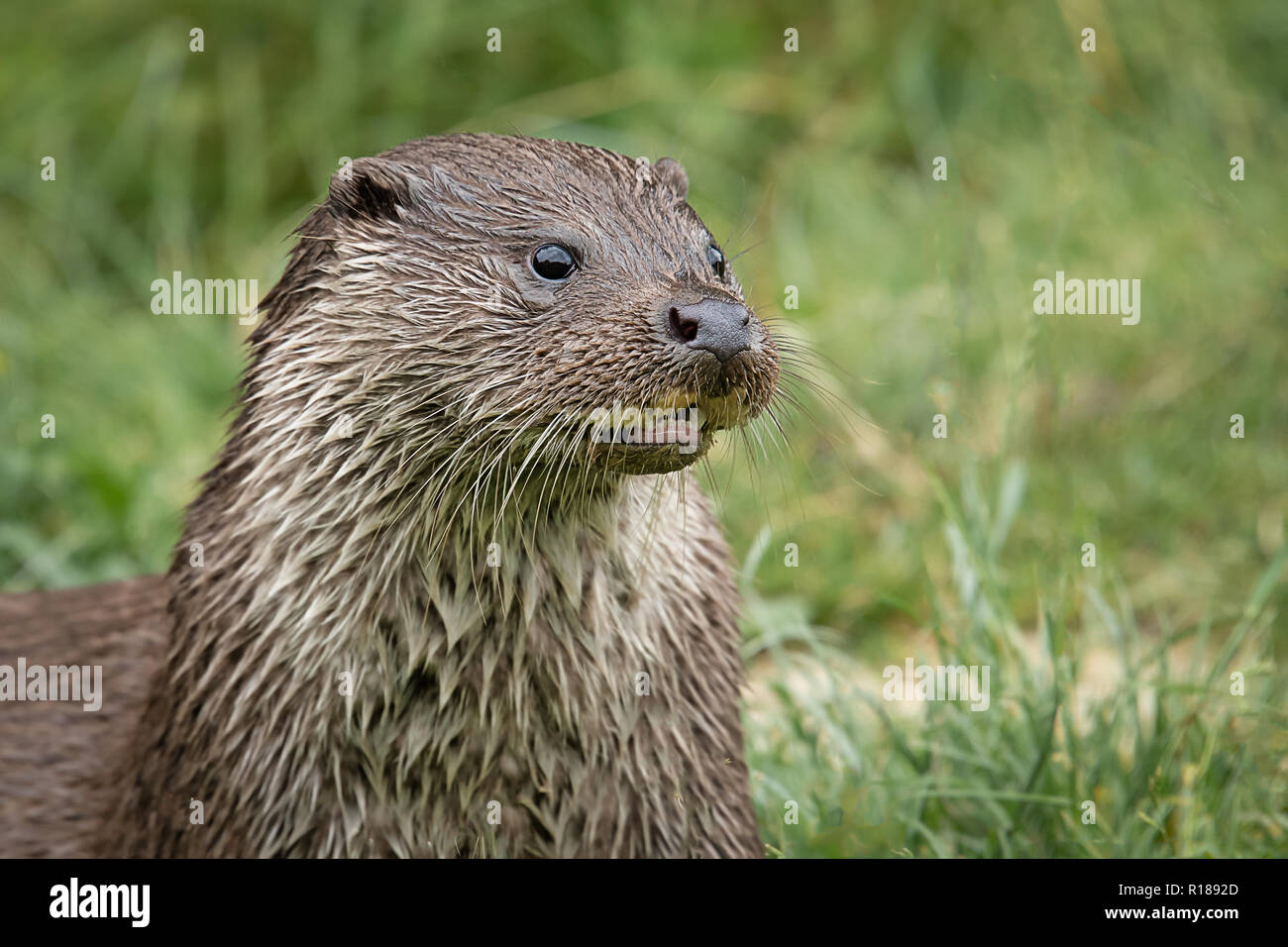 A close up portrait of the head and shoulders of an otter. It is ...