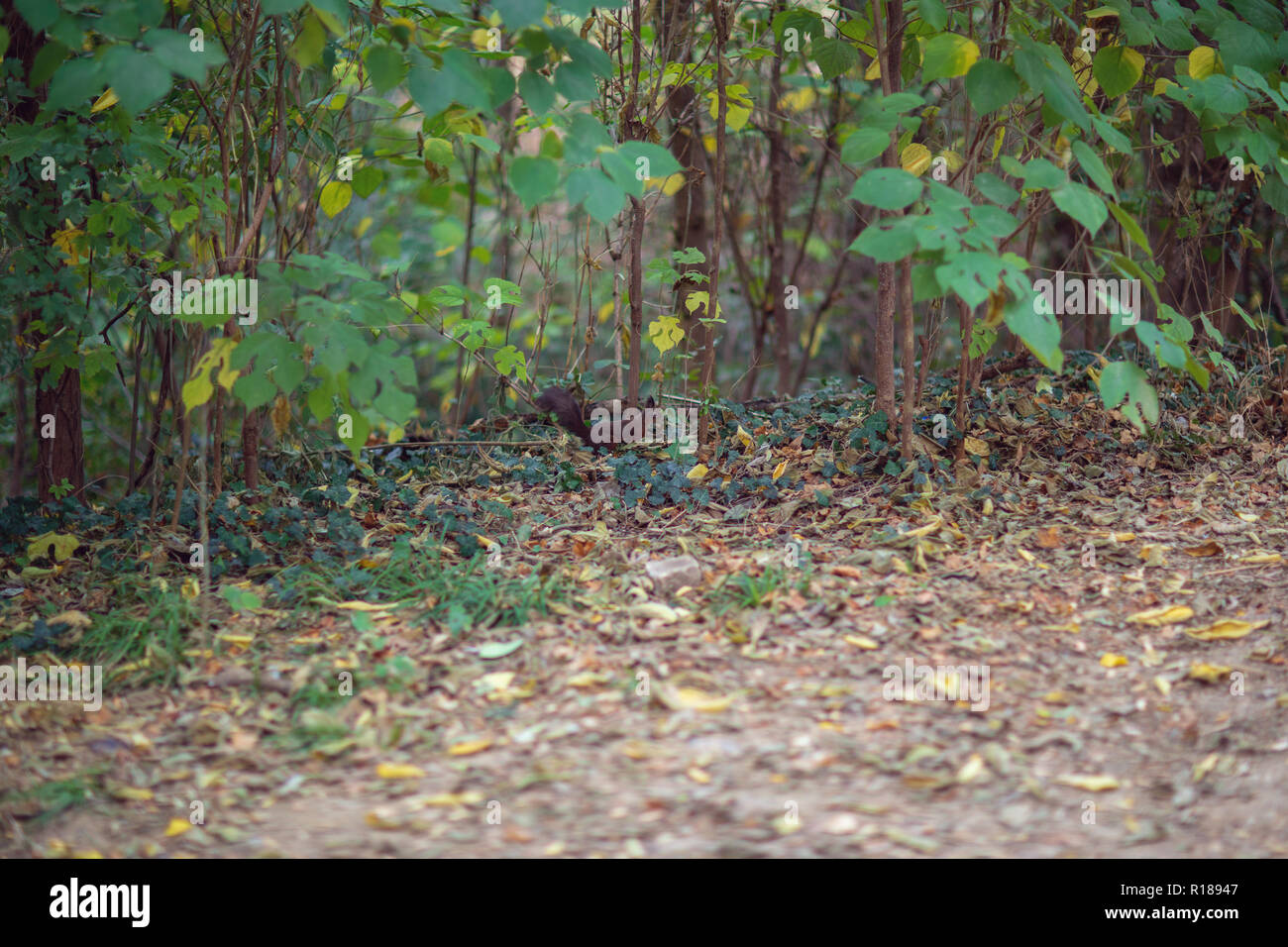 gray squirrel feeding autumn fall background Stock Photo - Alamy