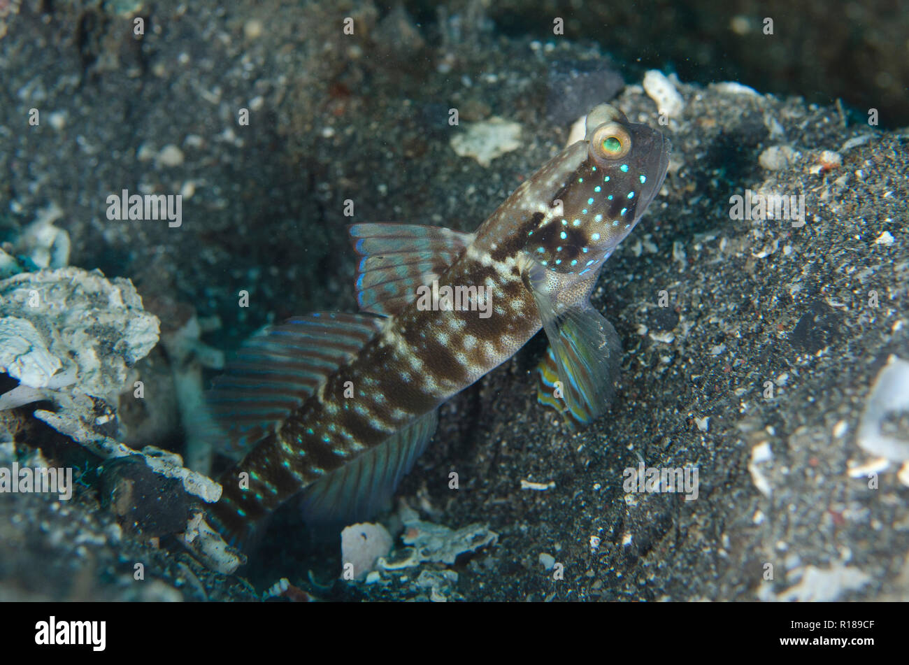 Ventral-Barred Shrimpgoby, Cryptocentrus sericus, at hole entrance on ...