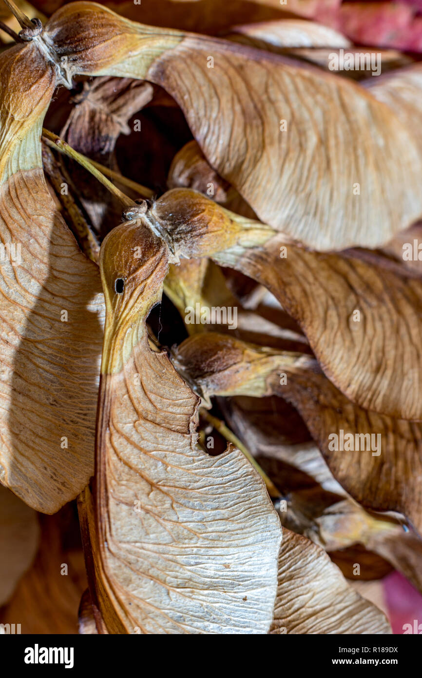 Macro close up, studio flash light picture, of a dry maple seed, autumn ...