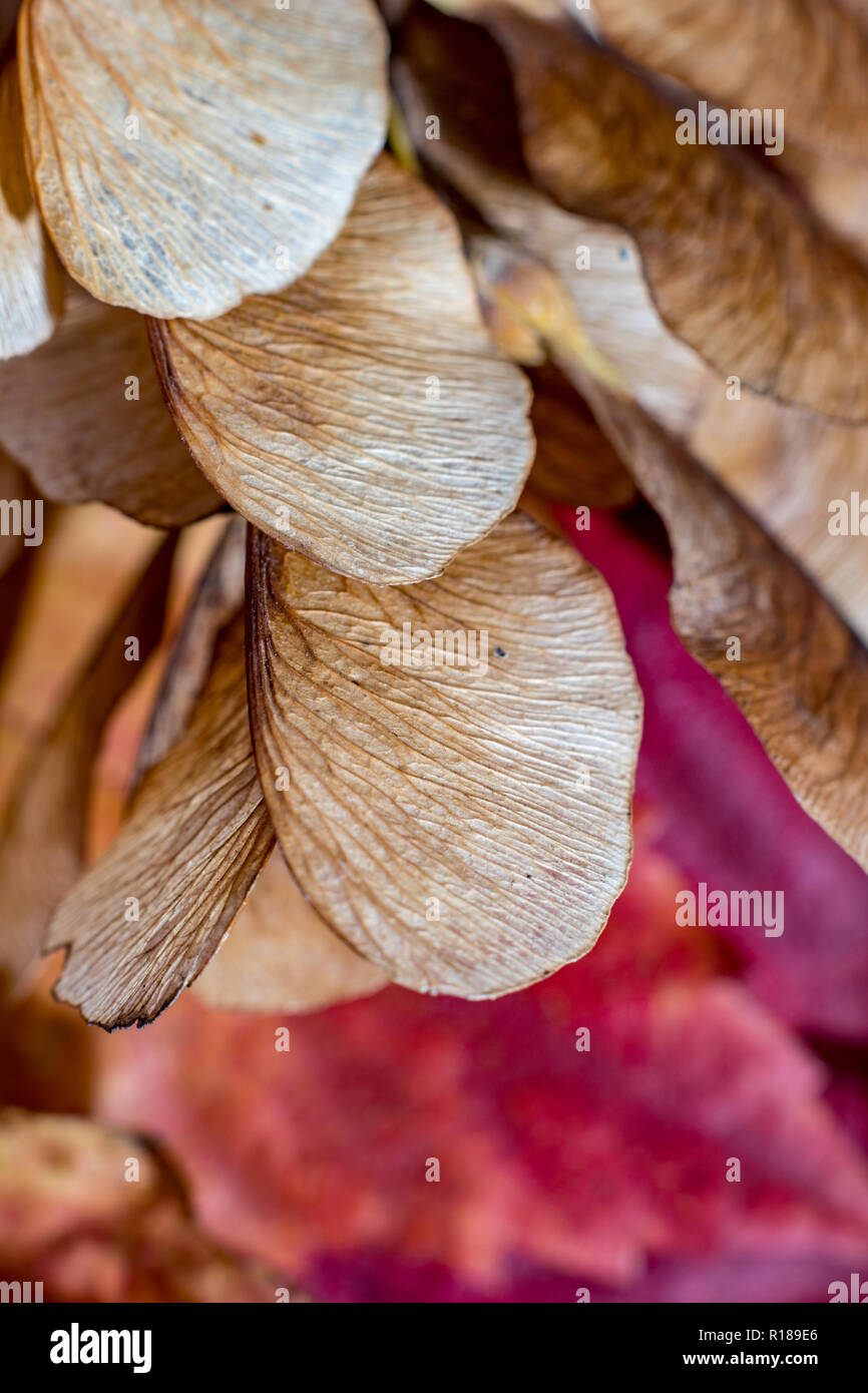 Sycamore seed wing close up macro hi-res stock photography and images ...