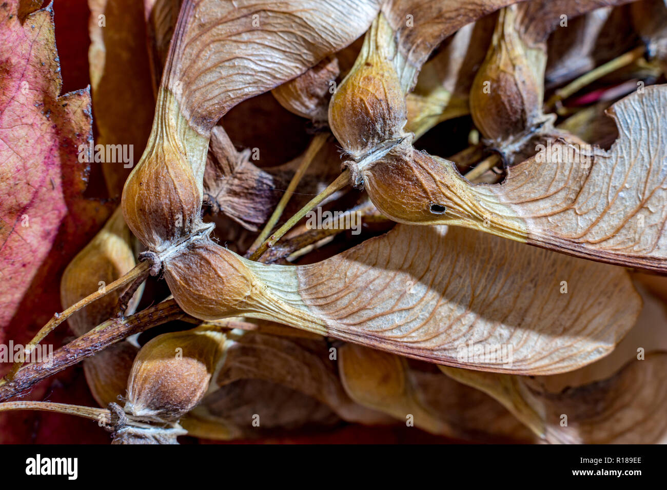 Macro close up, studio flash light picture, of a dry maple seed, autumn ...
