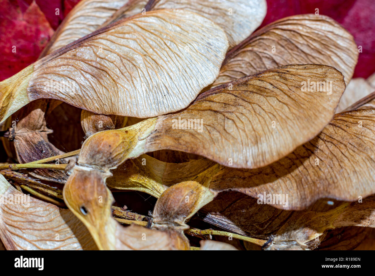 Macro close up, studio flash light picture, of a dry maple seed, autumn ...