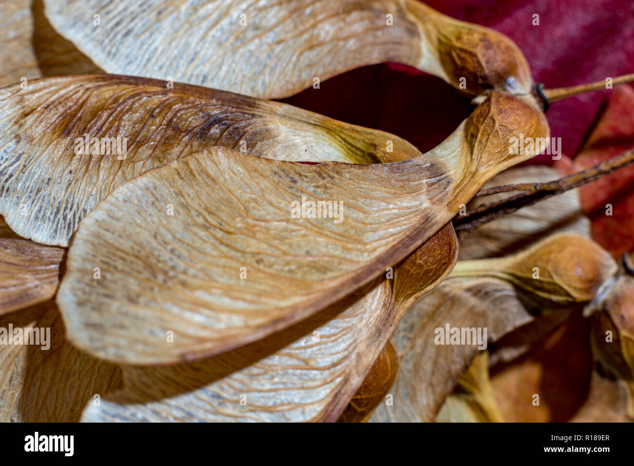 Macro close up, studio flash light picture, of a dry maple seed, autumn ...