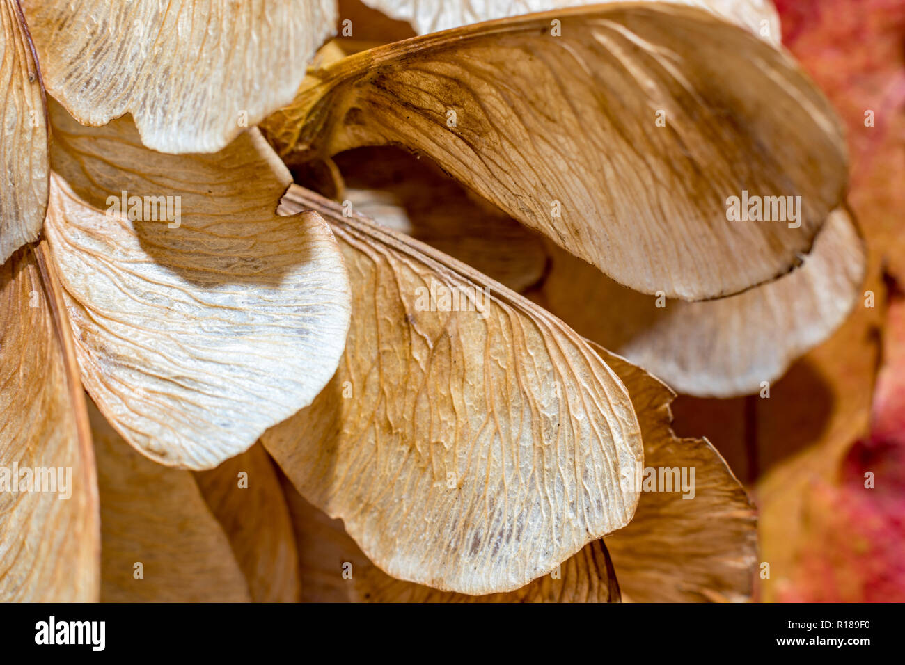 Macro close up, studio flash light picture, of a dry maple seed, autumn ...