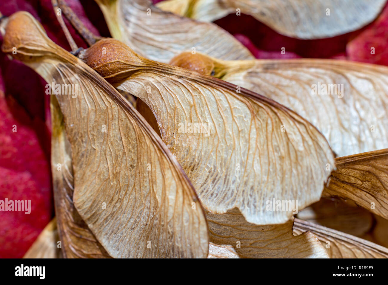 Macro close up, studio flash light picture, of a dry maple seed, autumn ...