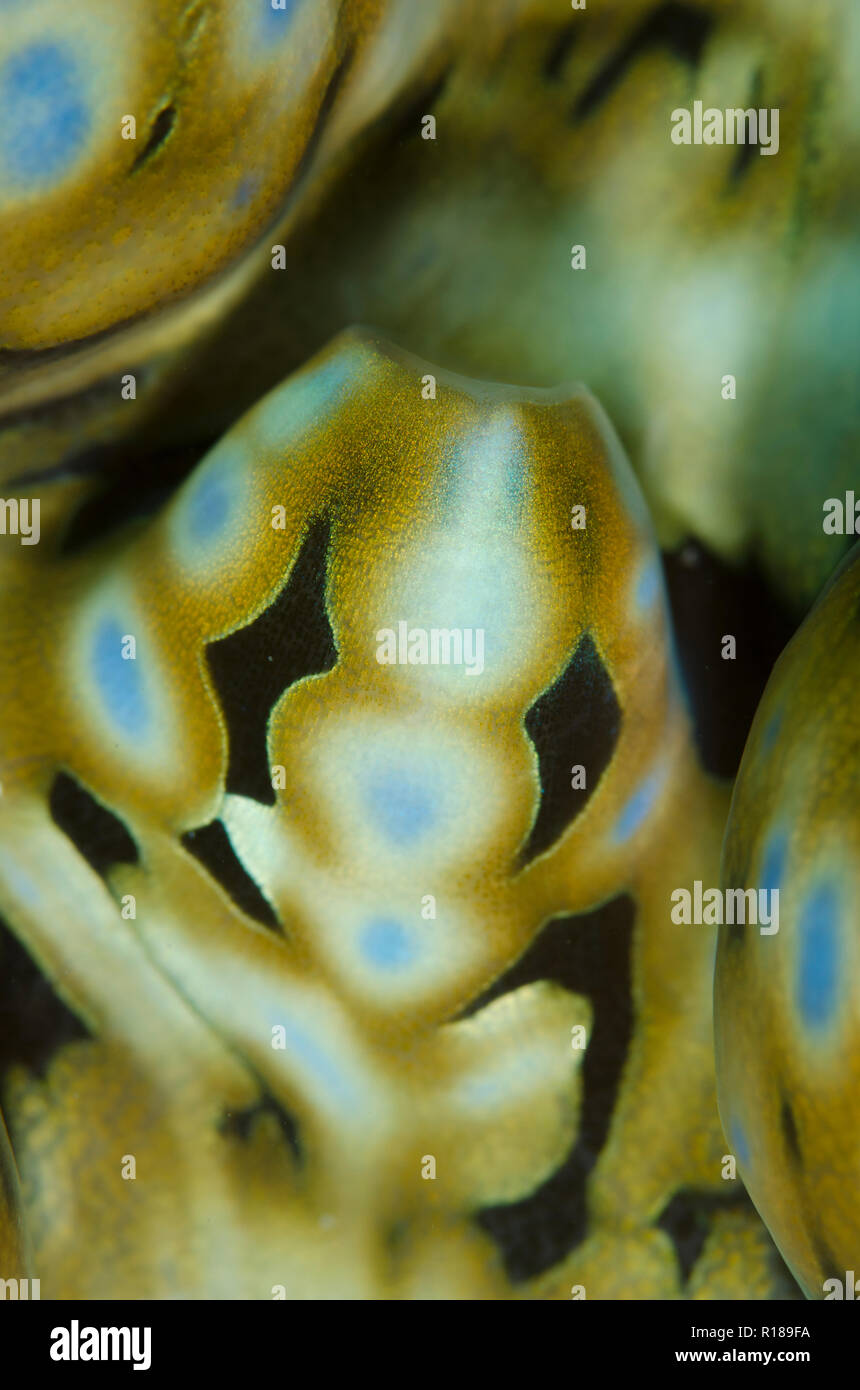 Fluted Giant Clam, Tridacna squamosa, siphon and mantle with colors ...