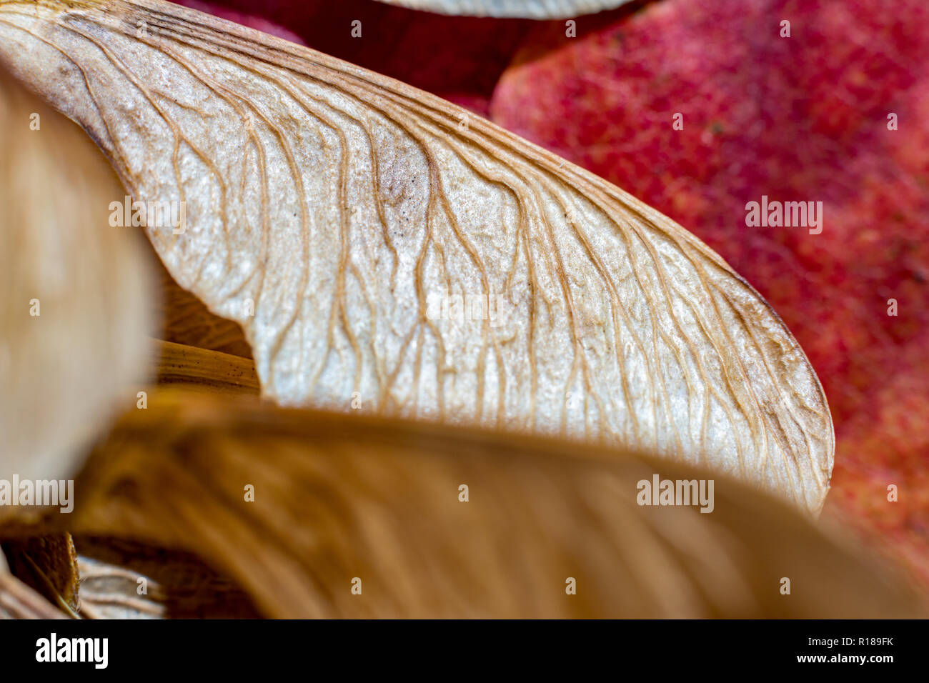 Macro close up, studio flash light picture, of a dry maple seed, autumn ...