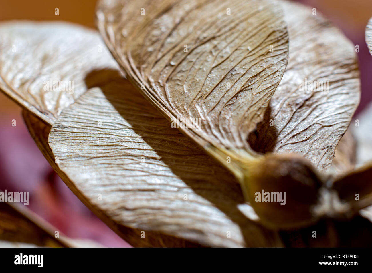 Maple seed hi-res stock photography and images - Alamy