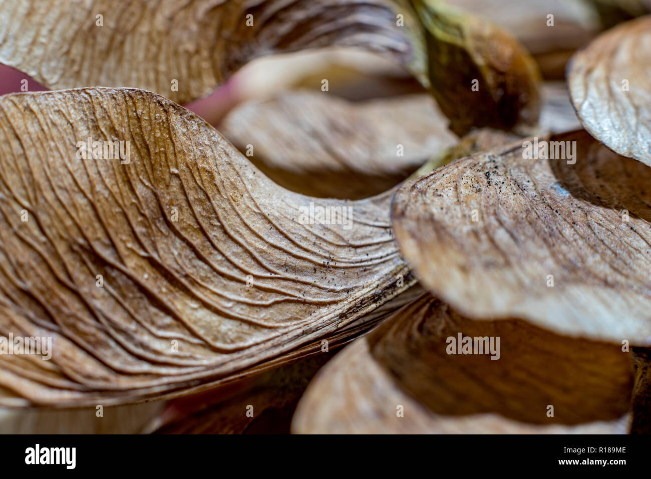 Macro close up, studio flash light picture, of a dry maple seed, autumn ...