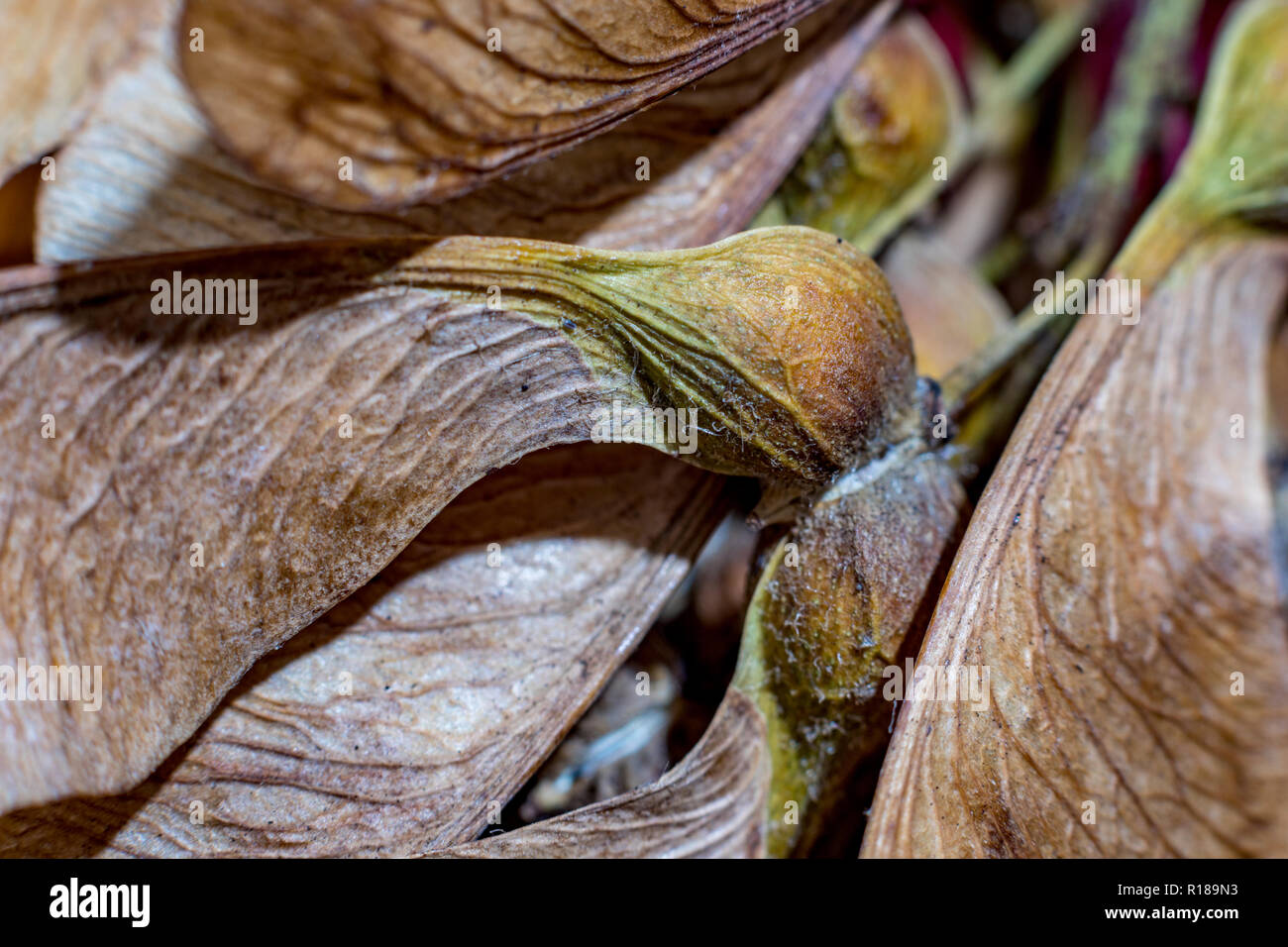 Macro close up, studio flash light picture, of a dry maple seed, autumn ...