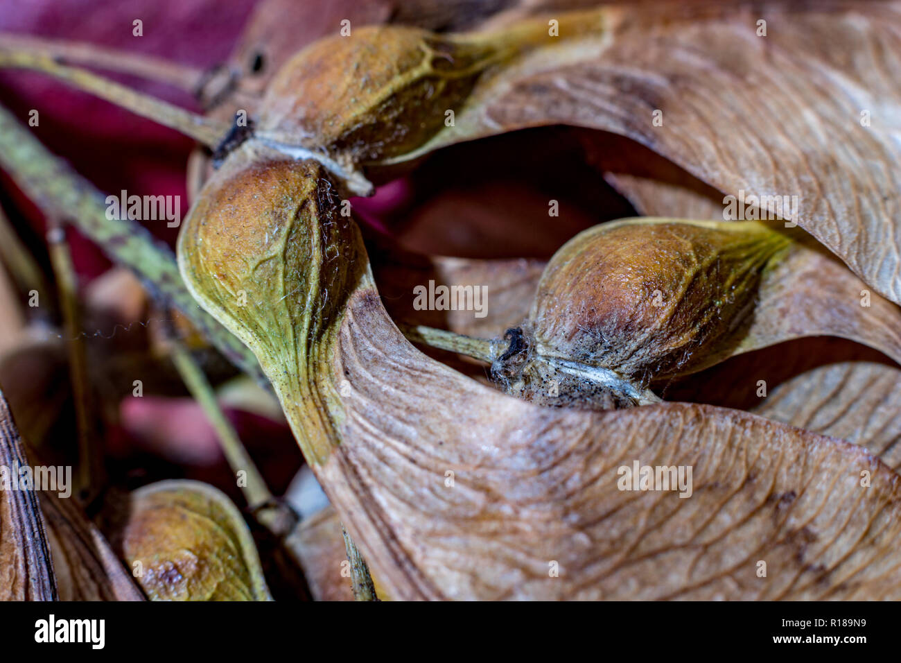 Macro close up, studio flash light picture, of a dry maple seed, autumn ...