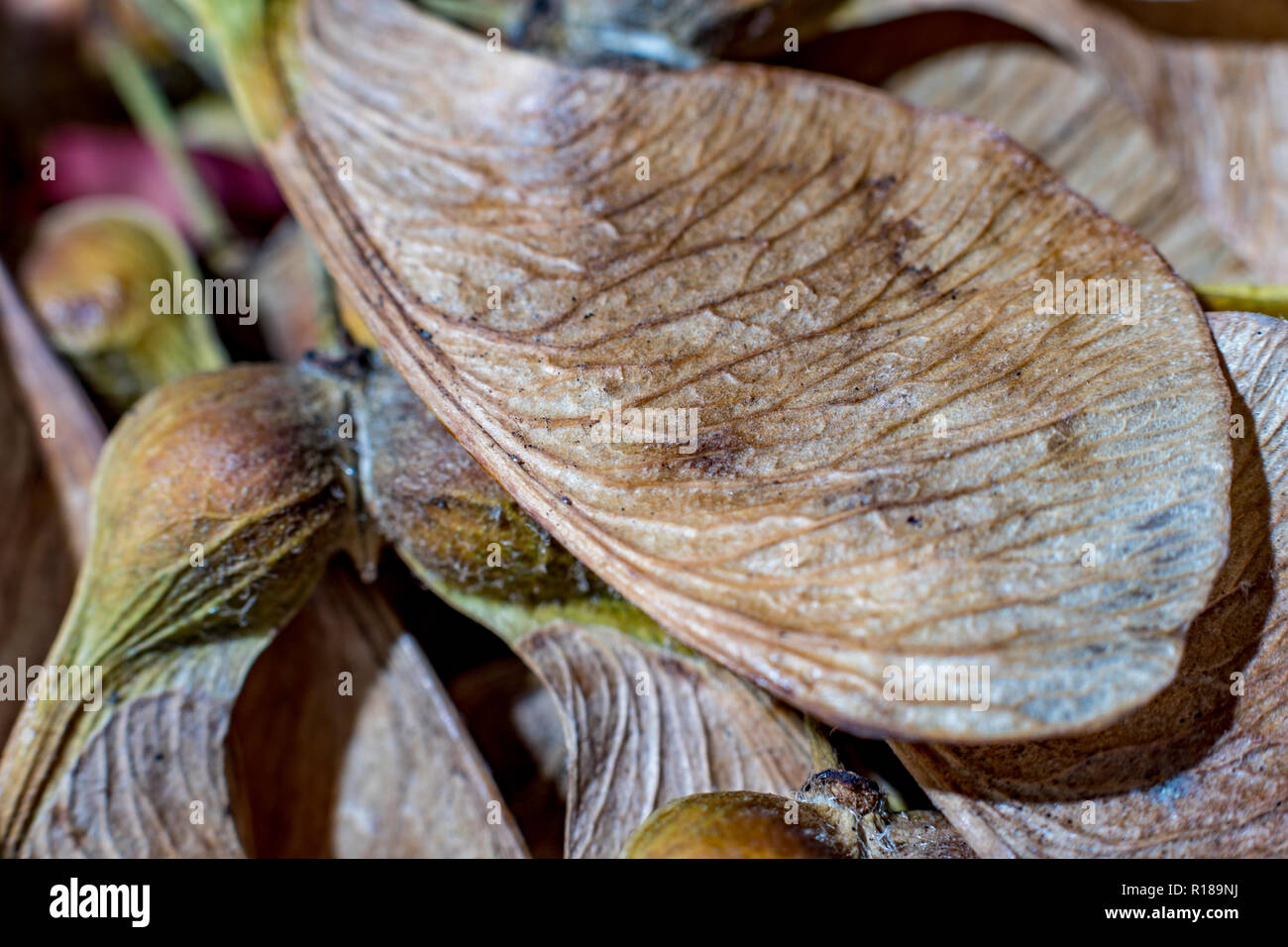 Macro close up, studio flash light picture, of a dry maple seed, autumn ...