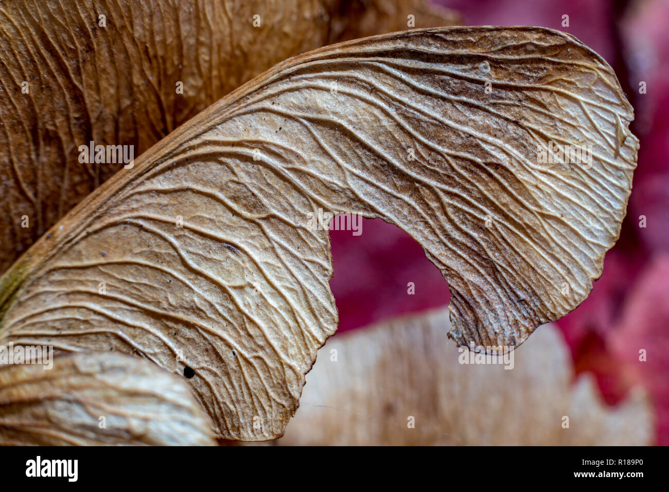 Macro close up, studio flash light picture, of a dry maple seed, autumn ...