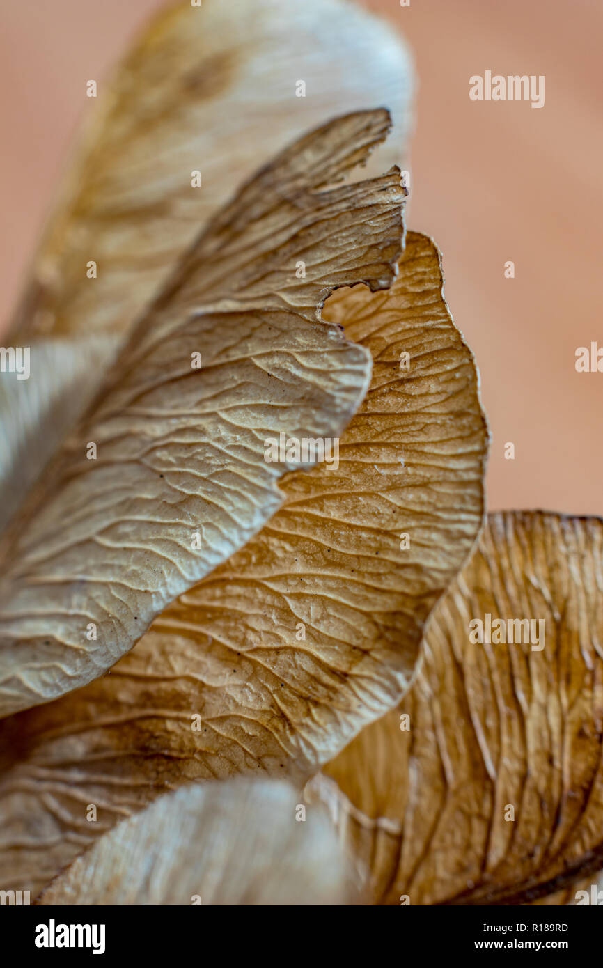 Macro close up, studio flash light picture, of a dry maple seed, autumn ...