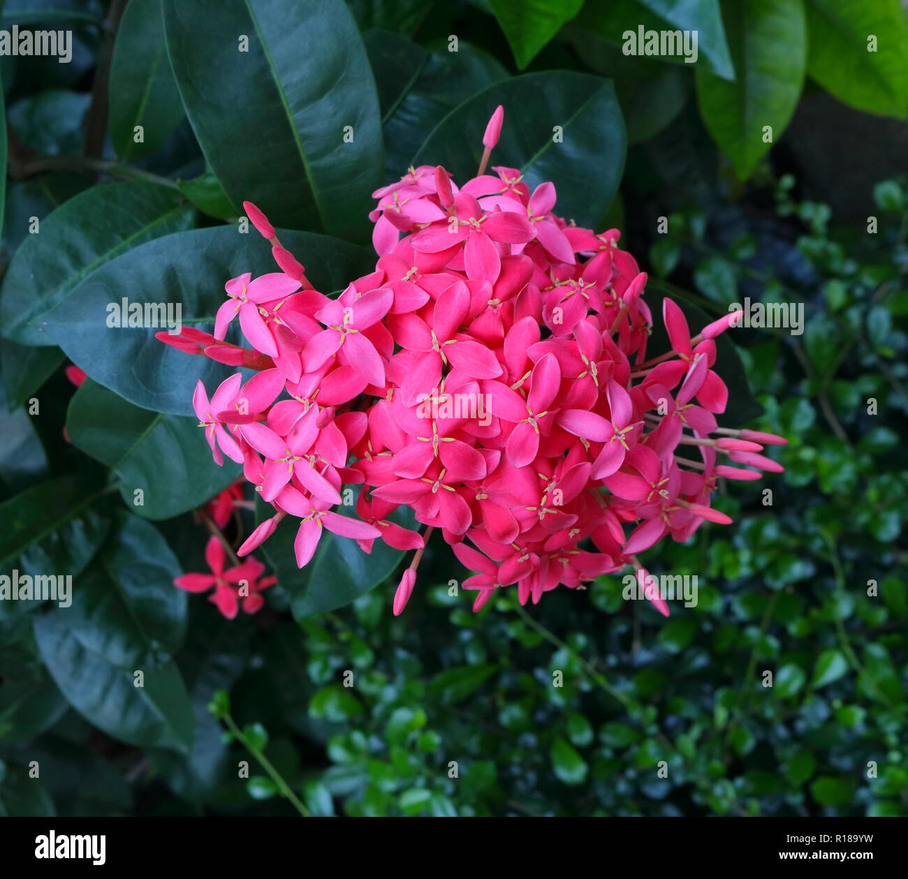 Spike flowers hi-res stock photography and images - Alamy