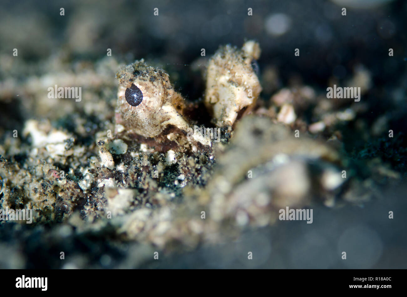 Devilfish hi-res stock photography and images - Alamy