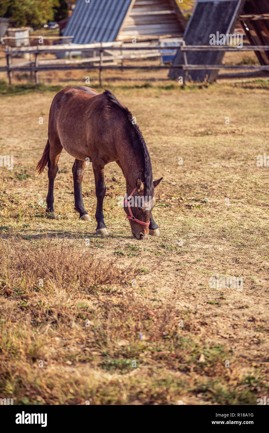 horse farm- beautiful domestic brown horses on farm Stock Photo - Alamy