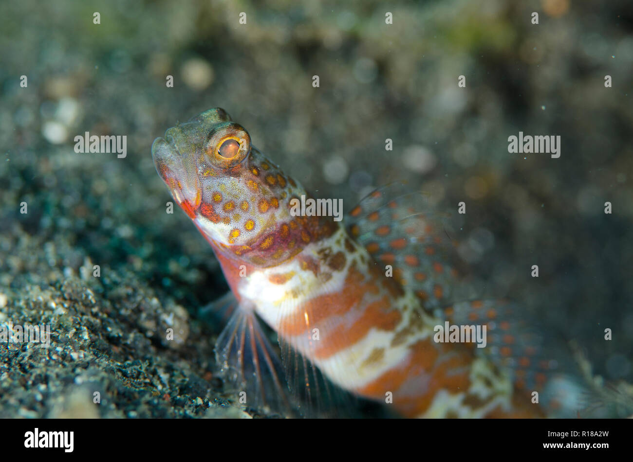 Blotchy Shrimpgoby, Amblyeleotris periophthalmus, on black sand, Jahir ...