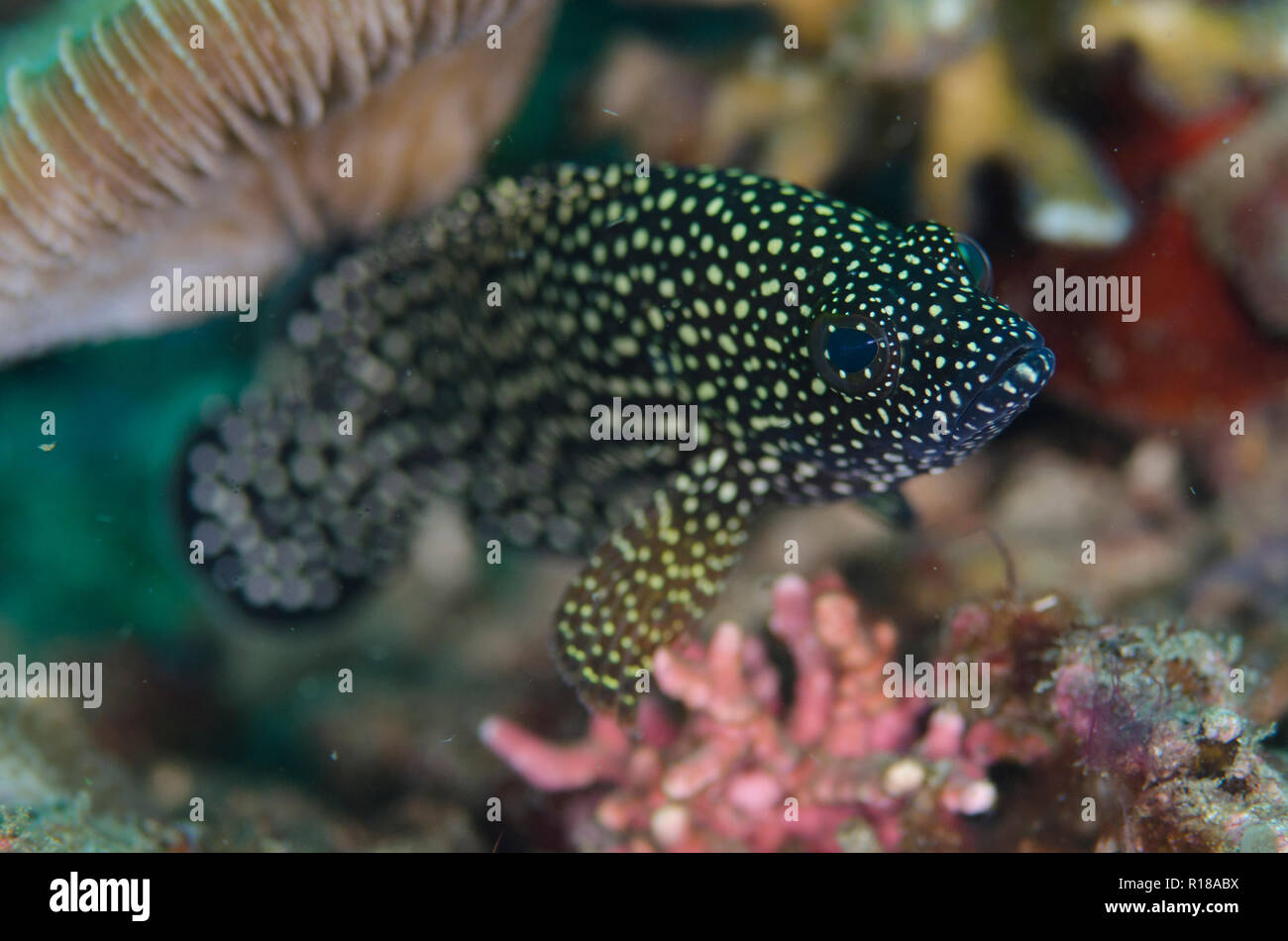 Juvenile Specklefin Grouper, Epinephelus ongus, Nudi Retreat dive site ...