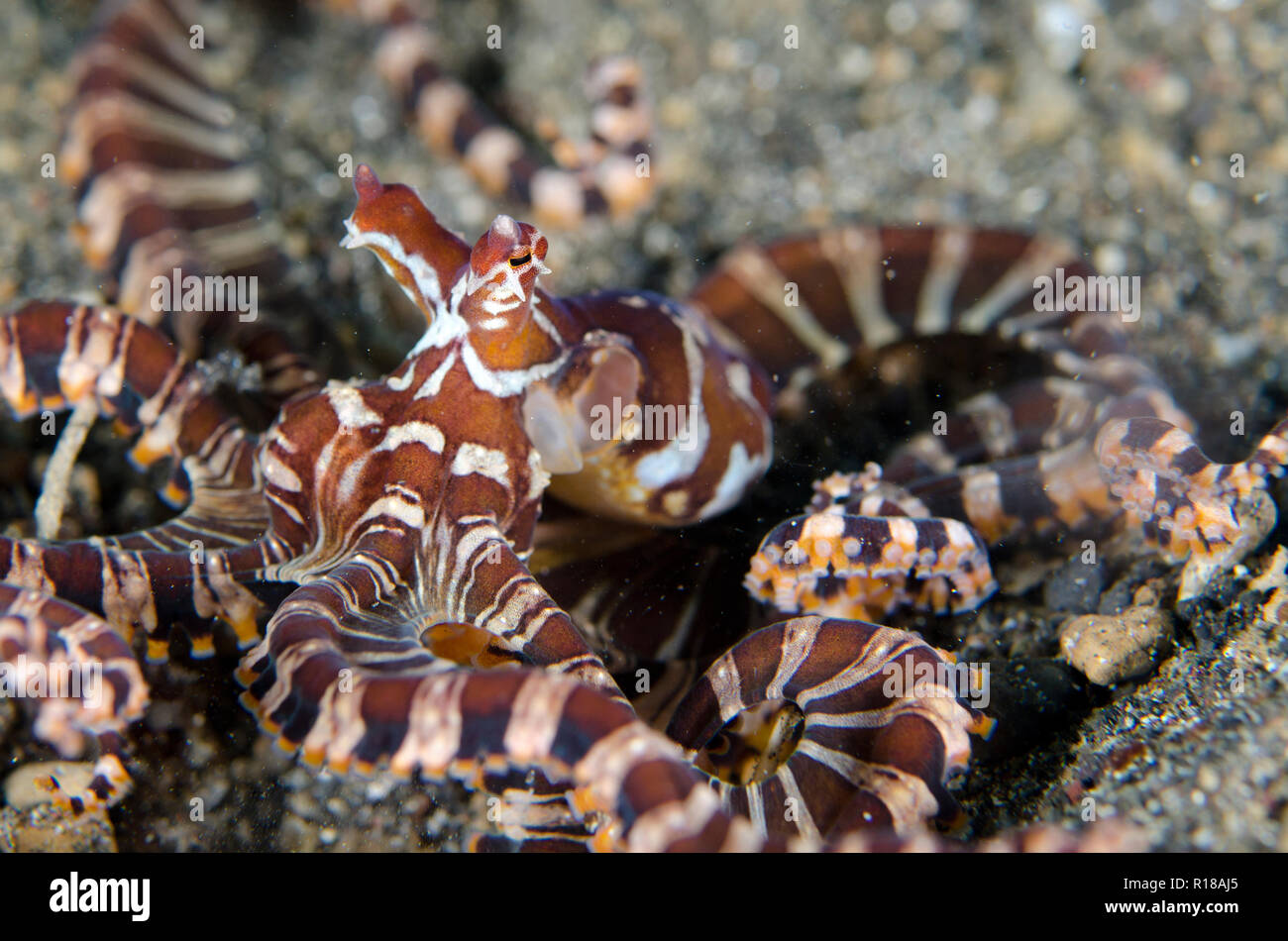 Wunderpus Octopus, Octopus photogenicus, Kareko Batu dive site, Lembeh ...