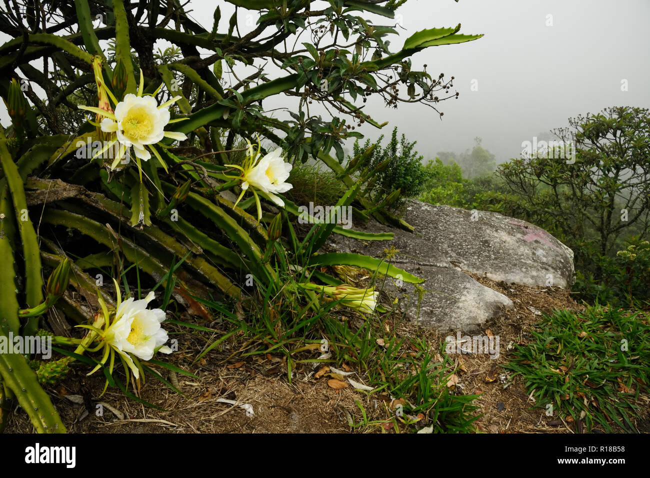 Cactus Flowers in Brazil Stock Photo - Alamy