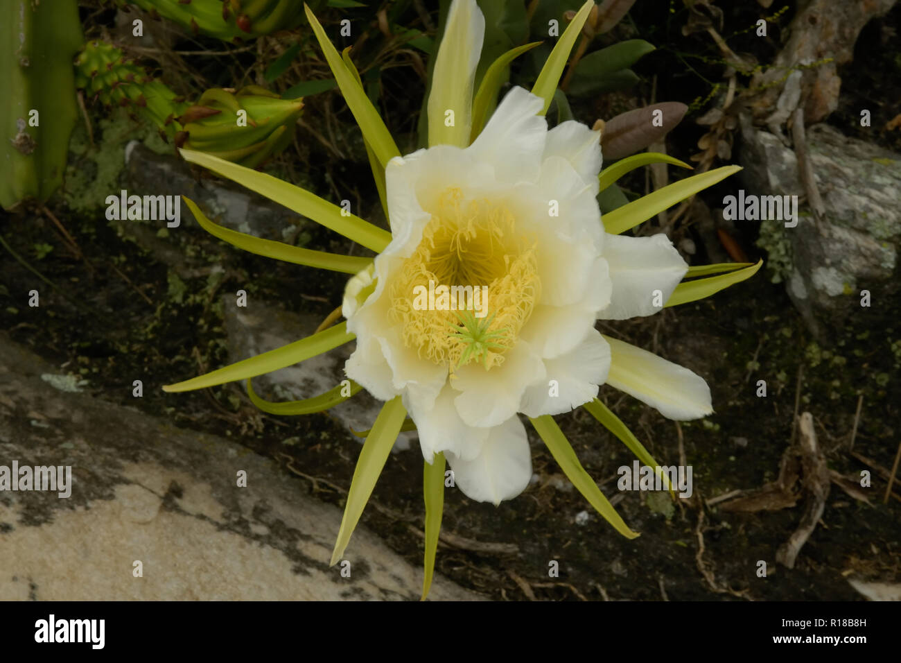 Climbing cactus hi-res stock photography and images - Alamy