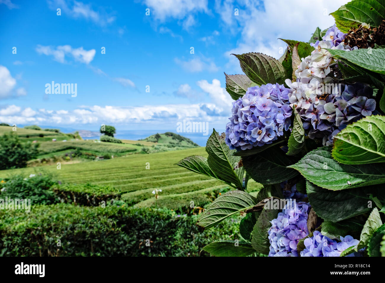 Gorreana Tea Fields, Portugal. August 9, 2018. Hydrangeas and tea ...