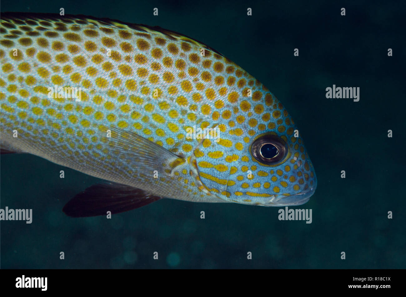 Silver Sweetlips, Diagramma pictum, sub-adult, Magic Rock dive site ...