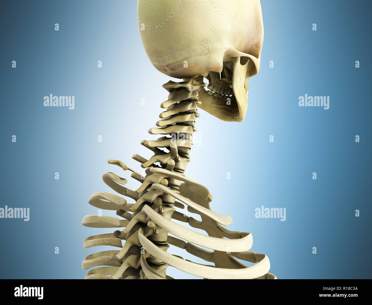 medically accurate 3d illustration of the skeletal system the cervical ...