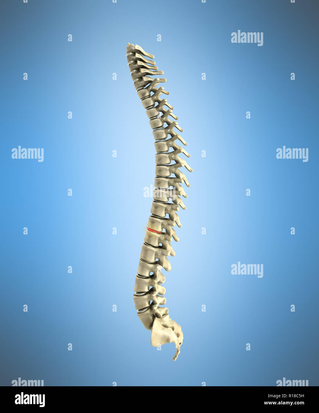 human spine 3d render on blue background Stock Photo - Alamy